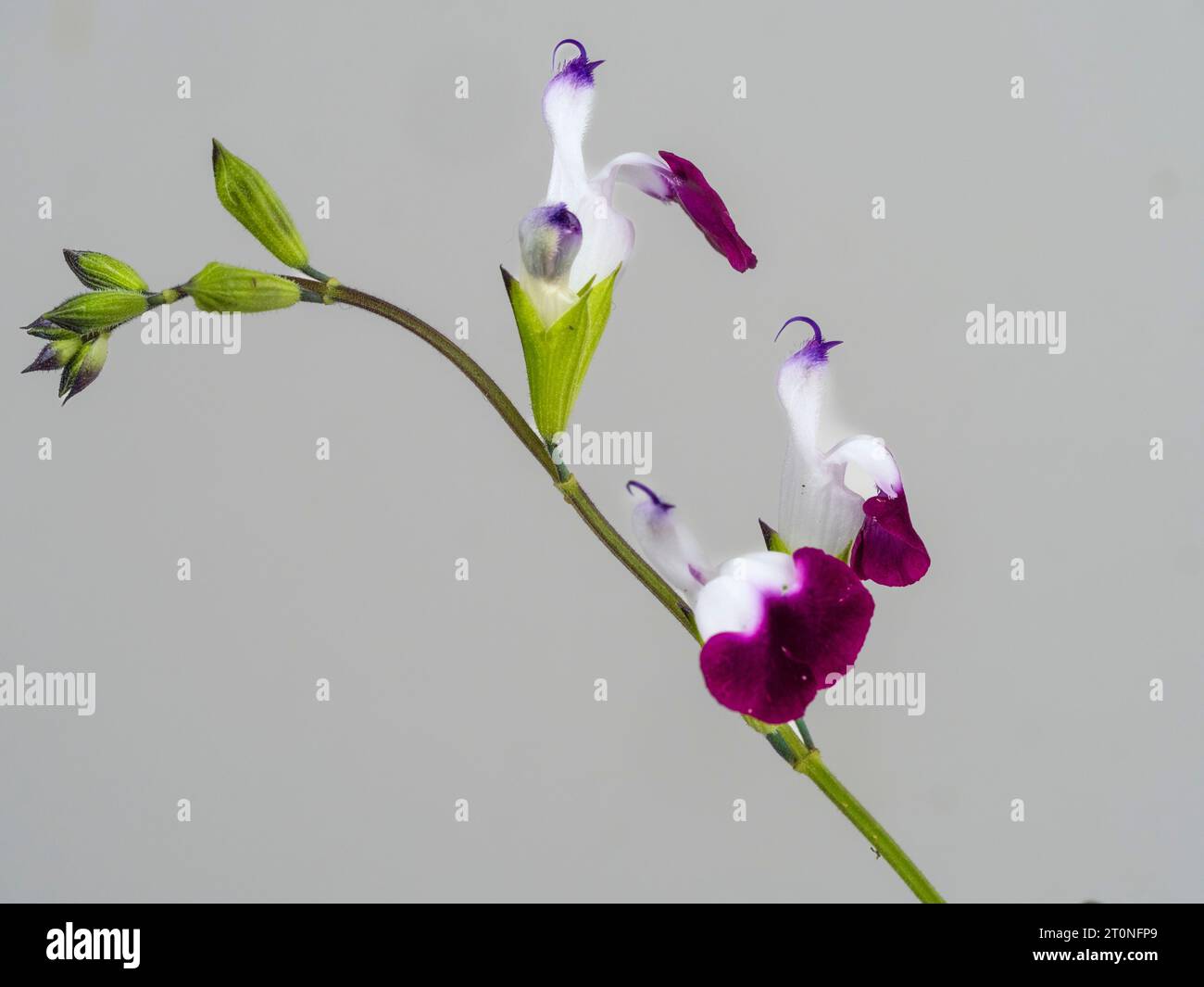 Two toned white and purple flowers of the half hardy shrubby sage ...