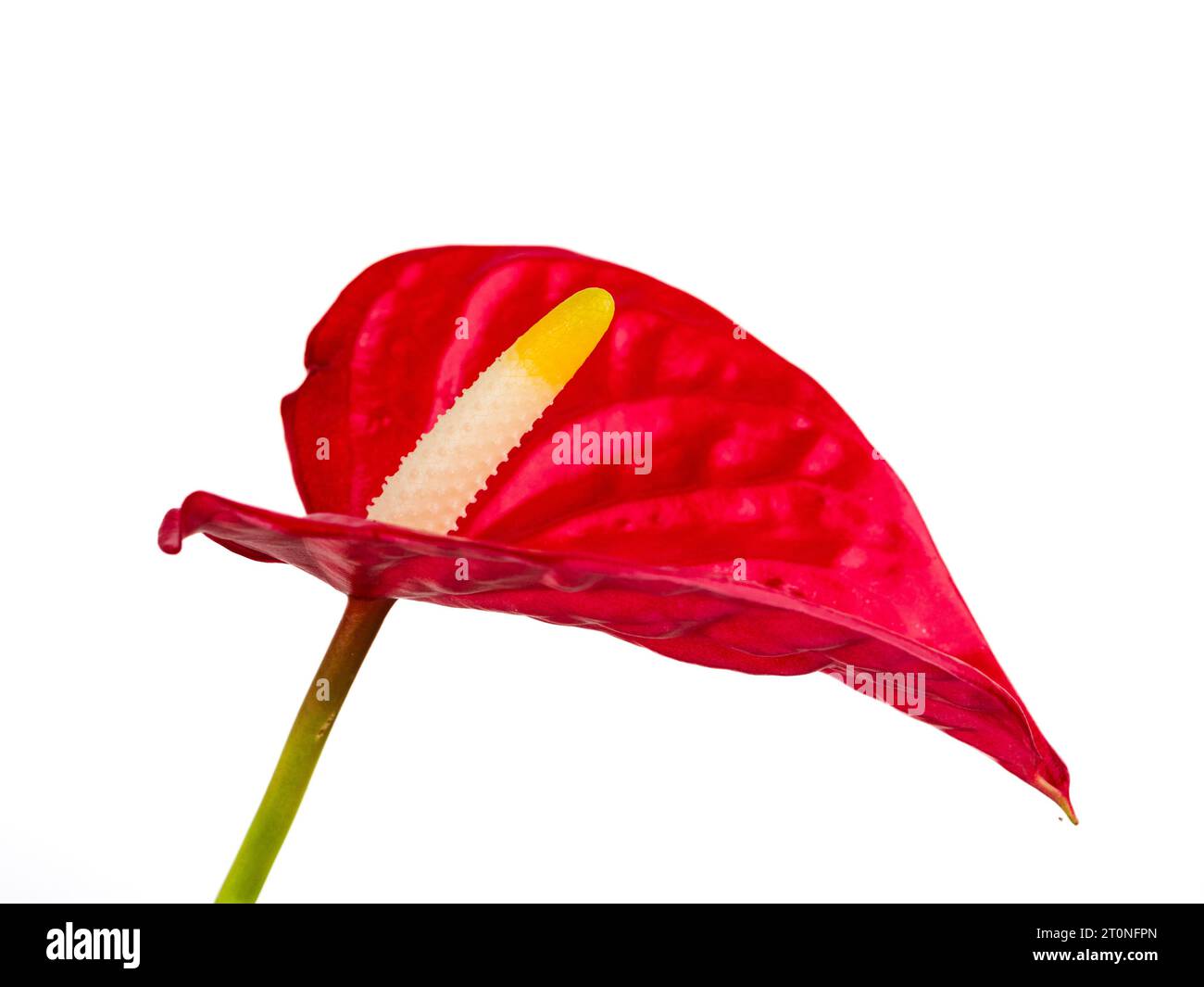 Anthurium hi-res stock photography and images - Alamy