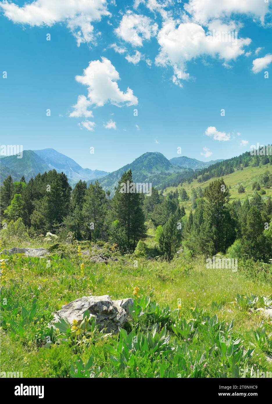 Beautiful trees on slope hi-res stock photography and images - Alamy