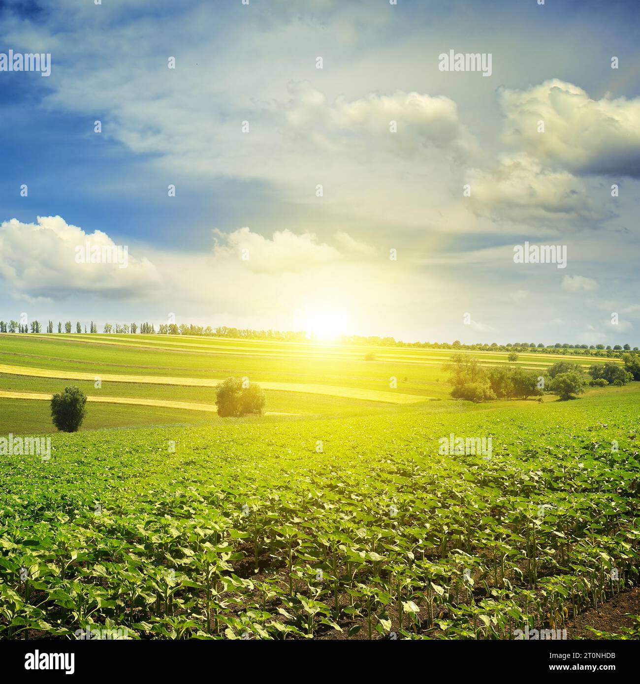 Sunrise over farm field hi-res stock photography and images - Alamy