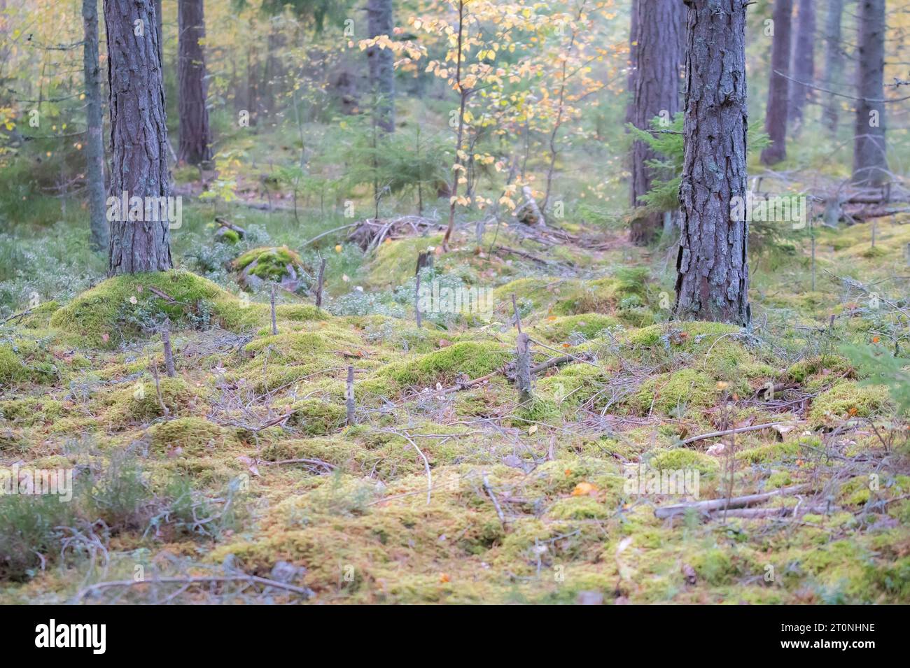 Pine tree forest Stock Photo - Alamy