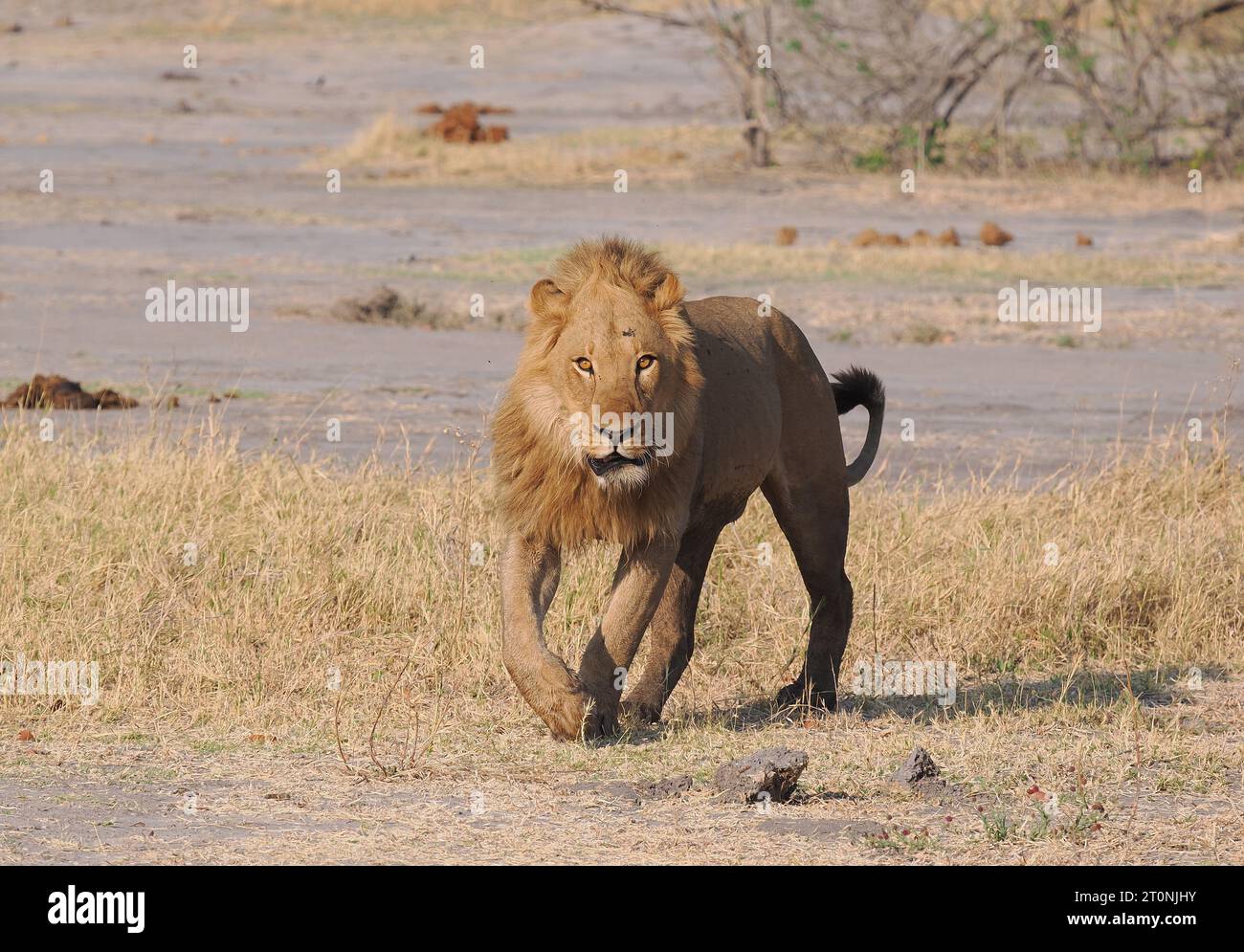 A nomadic young male lion, in between life in a pride and being a pride ...