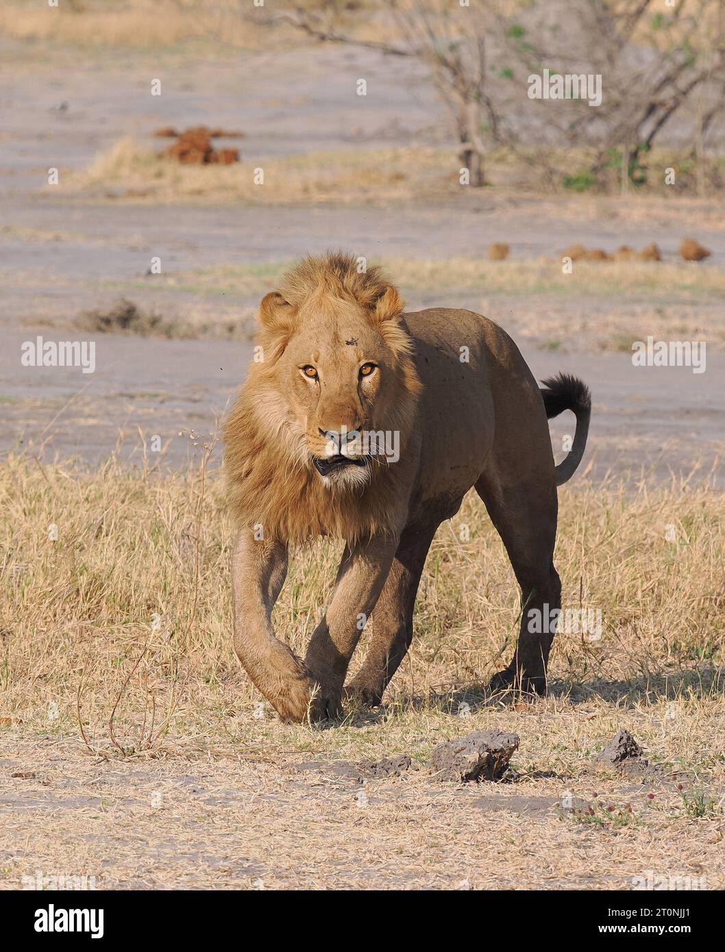 A nomadic young male lion, in between life in a pride and being a pride leader Stock Photo - Alamy
