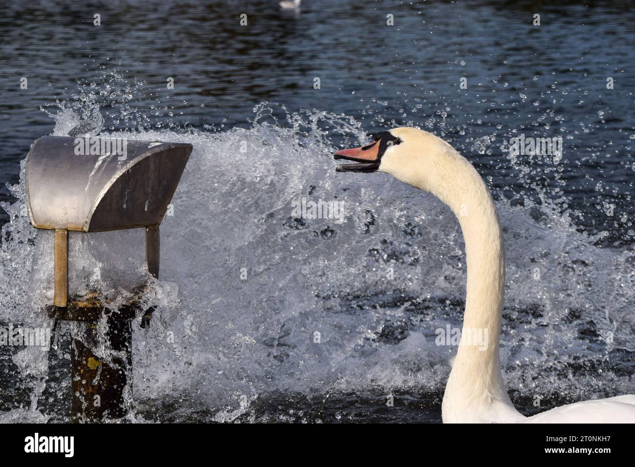 London, UK. 8th October 2023. A mute swan enjoys the gush of water from ...