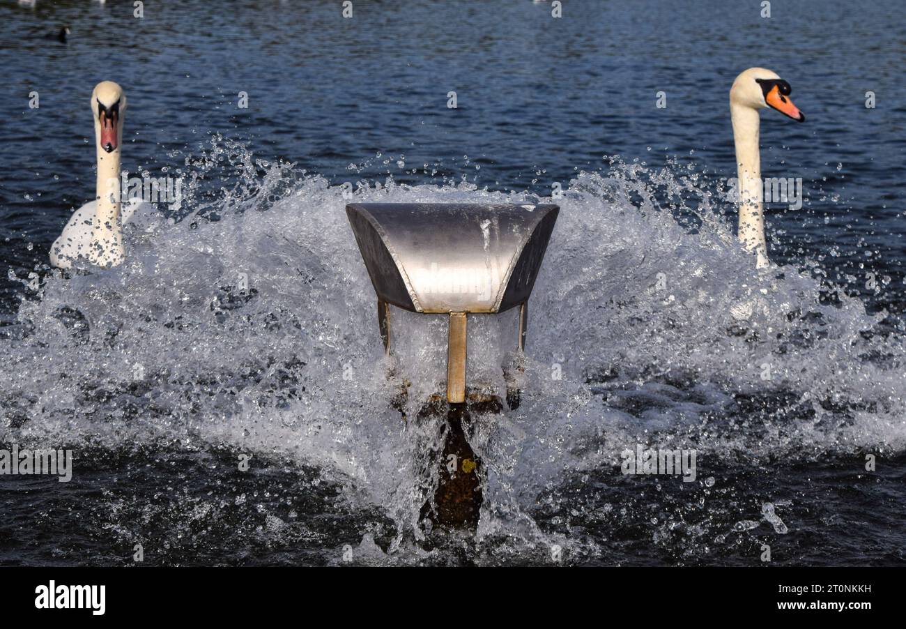 London, UK. 8th October 2023. Swans enjoy the gush of water from an ...
