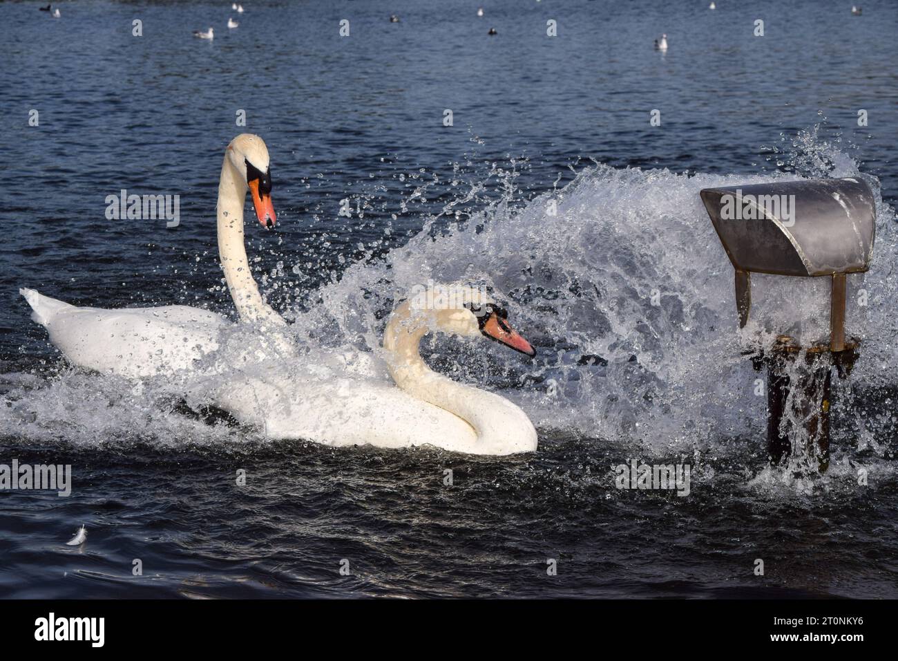 London, UK. 8th October 2023. Swans enjoy the gush of water from an ...