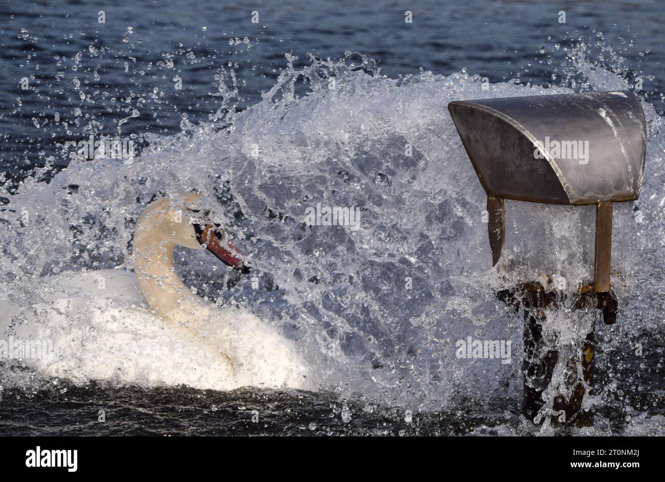 London, UK. 8th October 2023. A mute swan enjoys the gush of water from ...