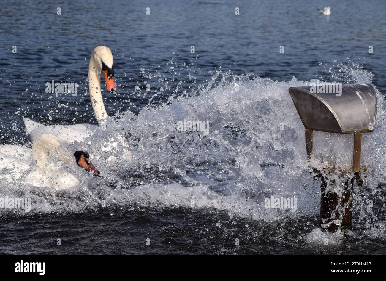 London, UK. 8th October 2023. Swans enjoy the gush of water from an ...