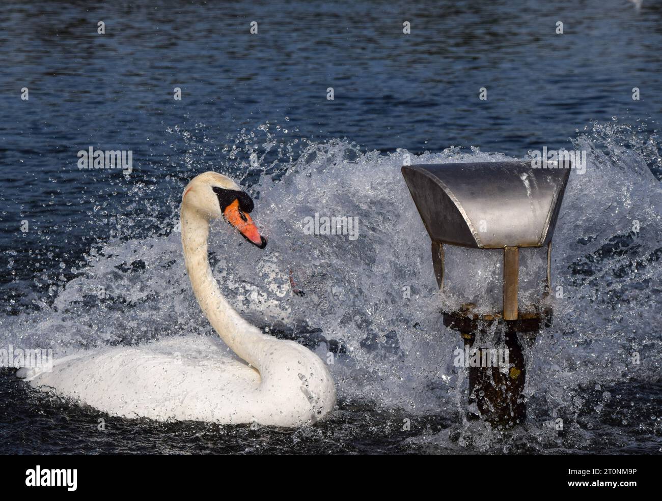 London, UK. 8th October 2023. A mute swan enjoys the gush of water from ...
