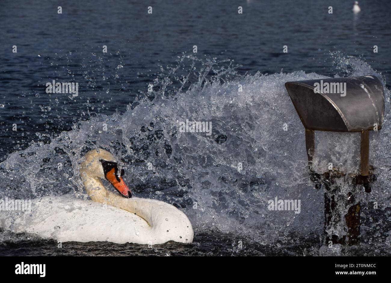 London, UK. 8th October 2023. A mute swan enjoys the gush of water from ...
