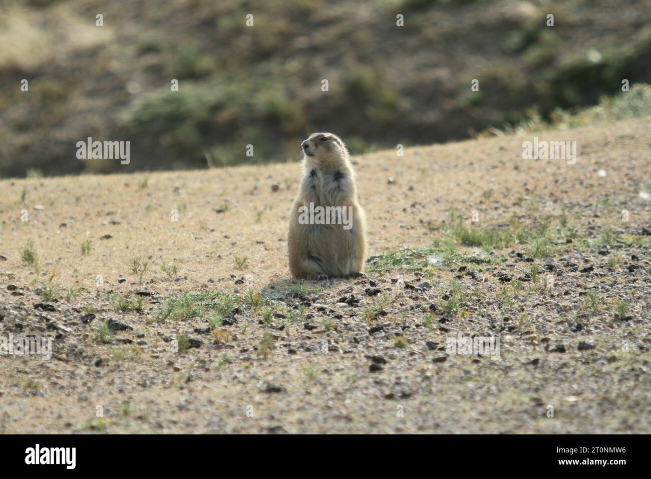 A sacred place to over 20 Native American tribes, Devils Tower was ...