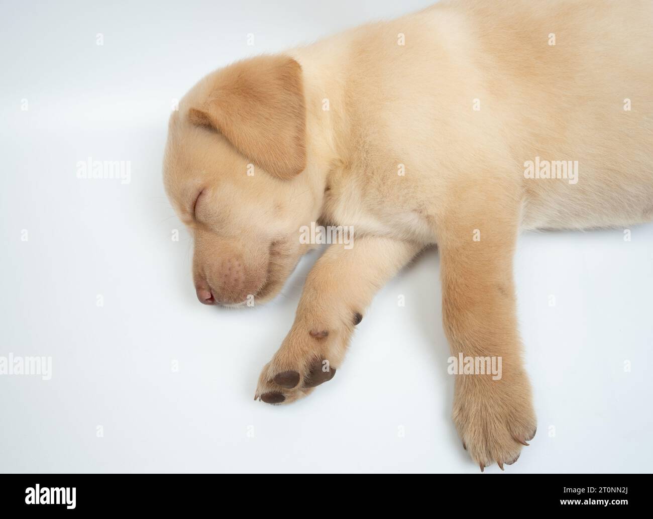 Profile view of sleeping dog isolated on white studio background Stock ...
