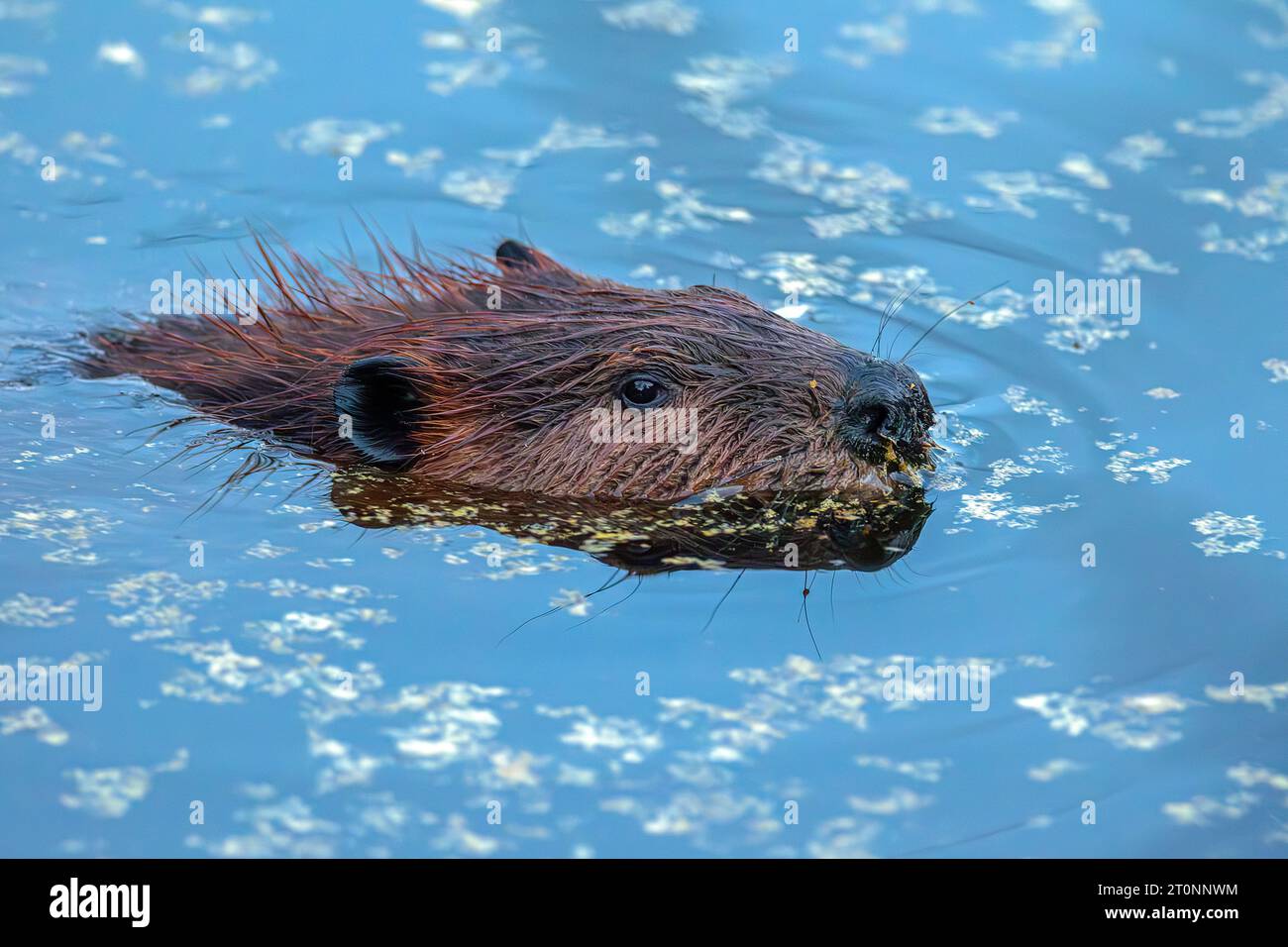 New england wildlife hi-res stock photography and images - Alamy