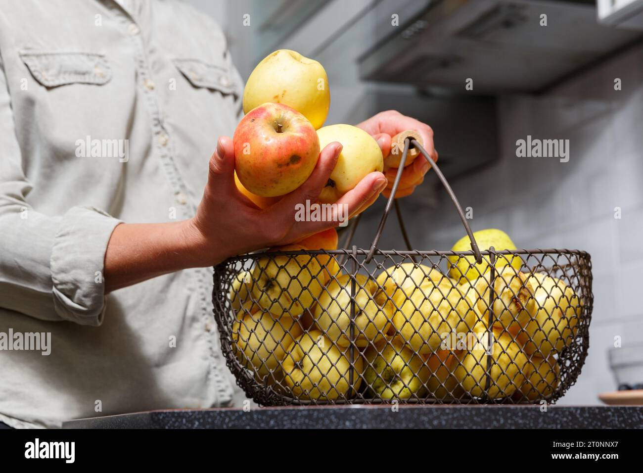 Hands putting apples into metal basket full of freshly gethered organic ...