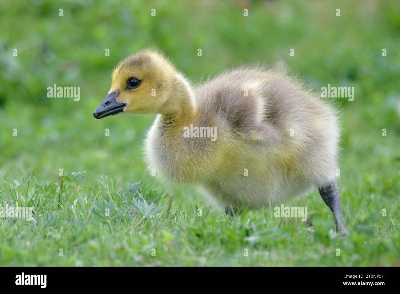 Portrait of a young Canadian Goose gosling as it forages on a mid ...