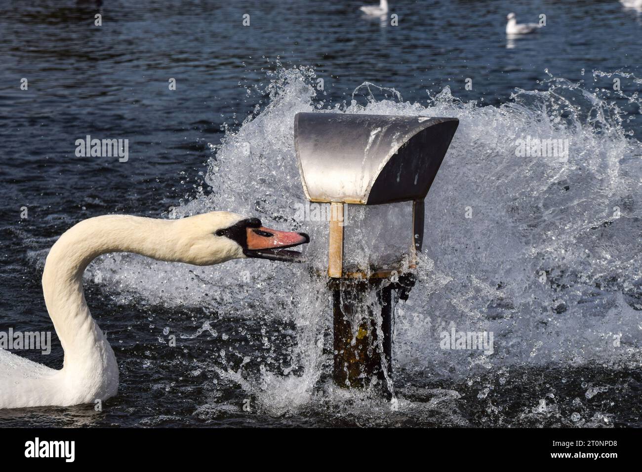 London, UK. 8th October 2023. A mute swan enjoys the gush of water from ...