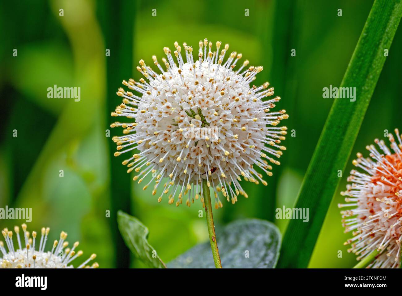 Common Button Bush - Cephalanthus occidentalis Stock Photo - Alamy