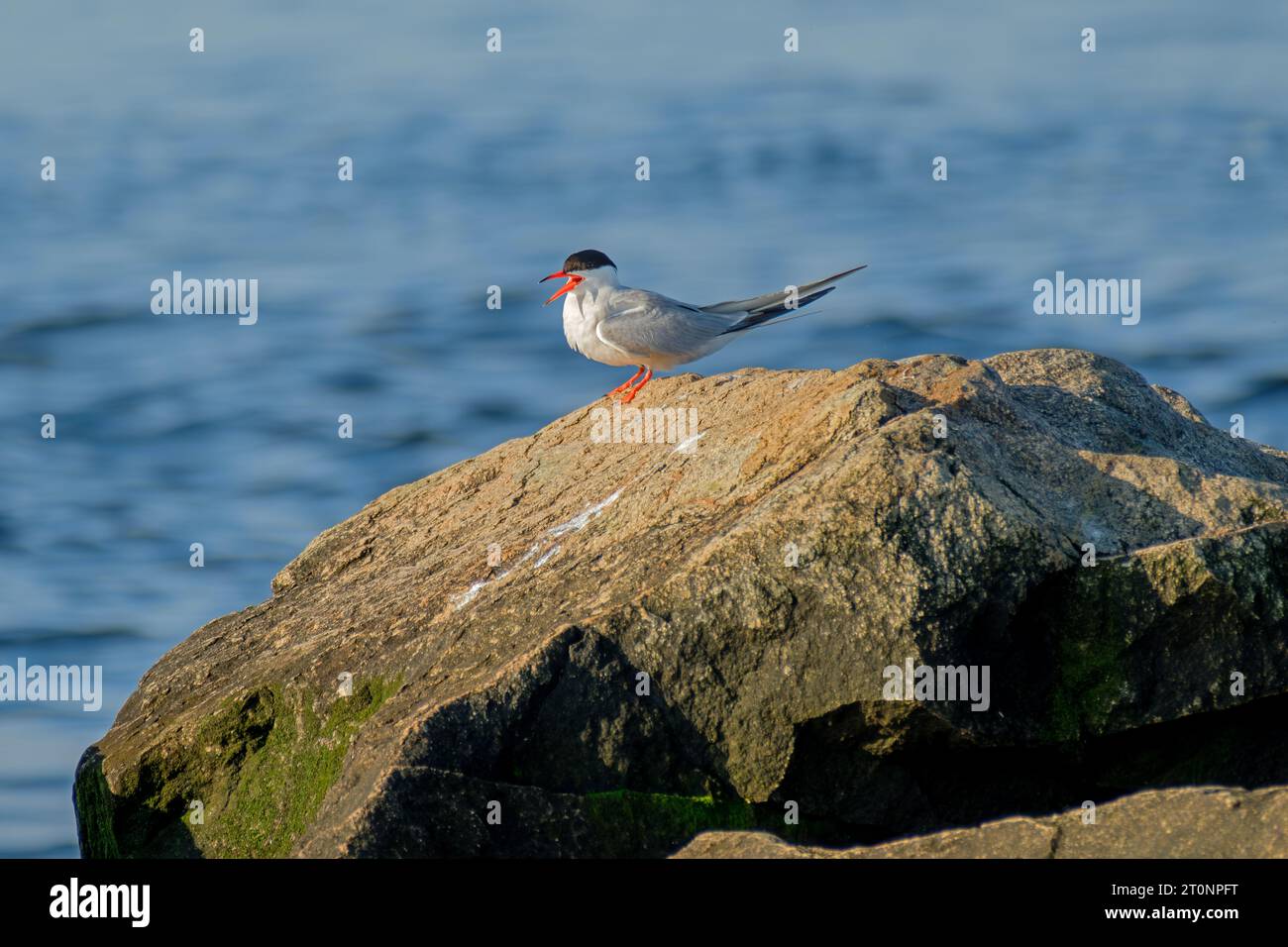 Common tern new england hi-res stock photography and images - Alamy