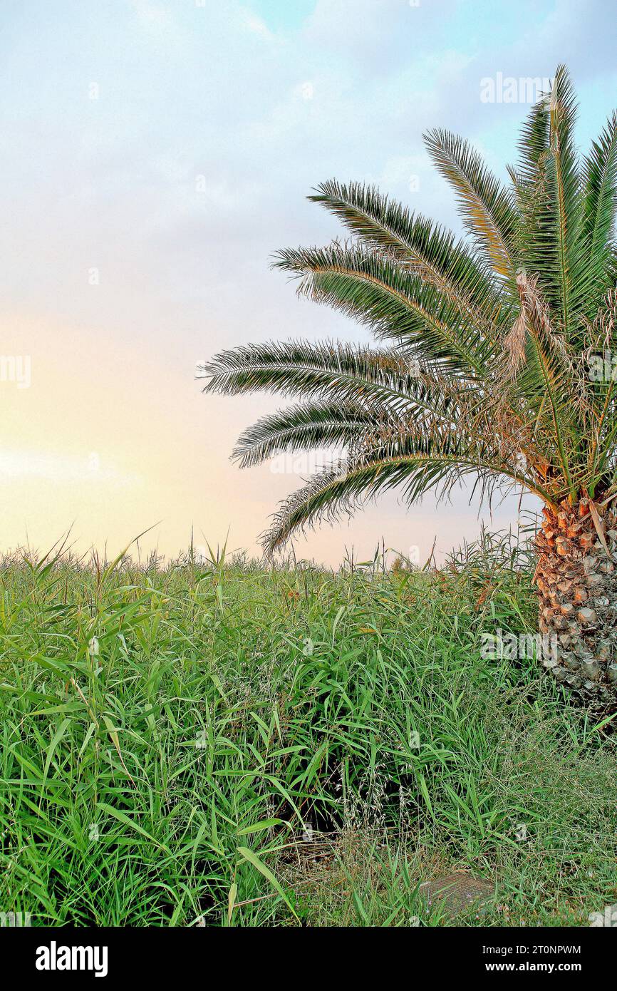 PHOTOS OF PALMER TREES Stock Photo - Alamy
