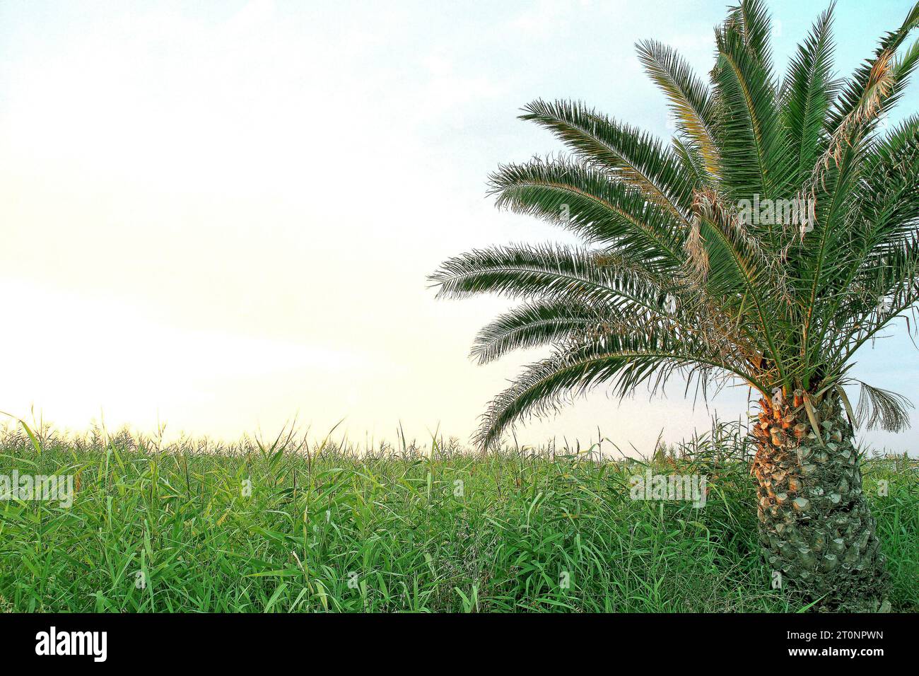 PHOTOS OF PALMER TREES Stock Photo - Alamy