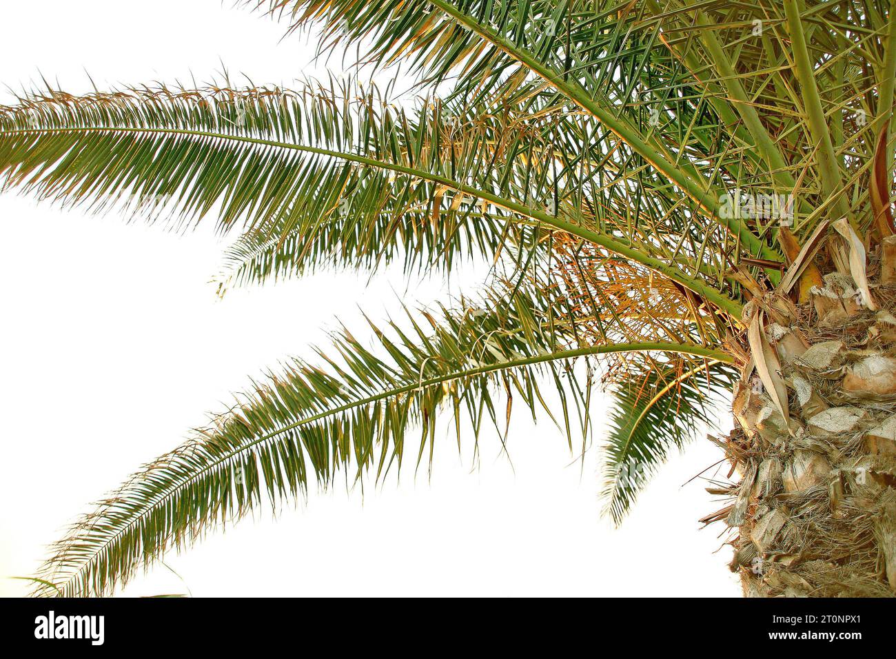 PHOTOS OF PALMER TREES Stock Photo - Alamy