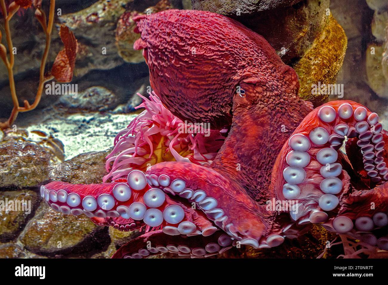 Octopus bottom ocean hi-res stock photography and images - Alamy