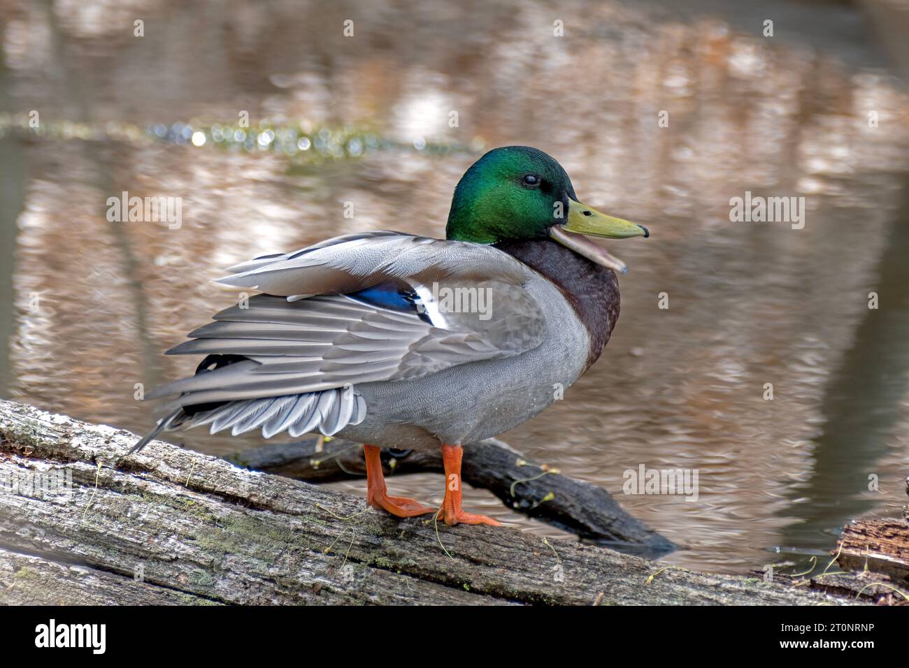 Quacking bird hi-res stock photography and images - Alamy