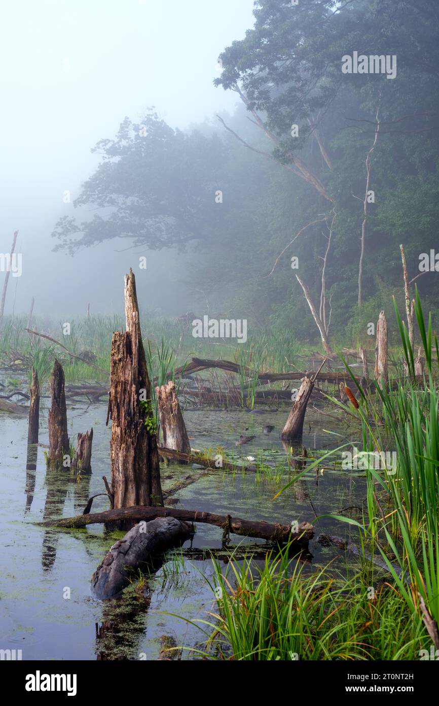 Scenic wetlands hi-res stock photography and images - Alamy