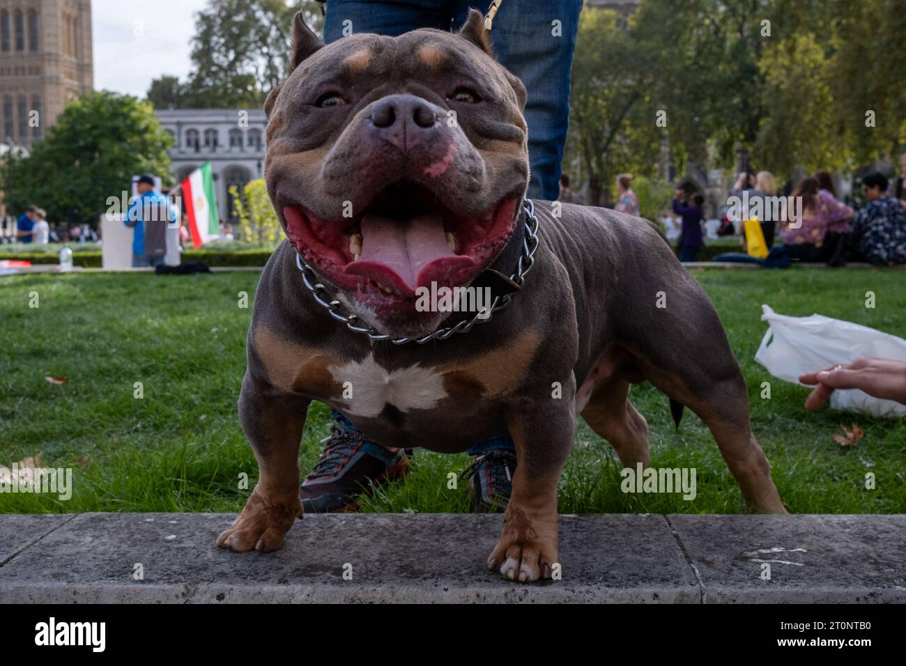 Xl bully hi-res stock photography and images - Alamy