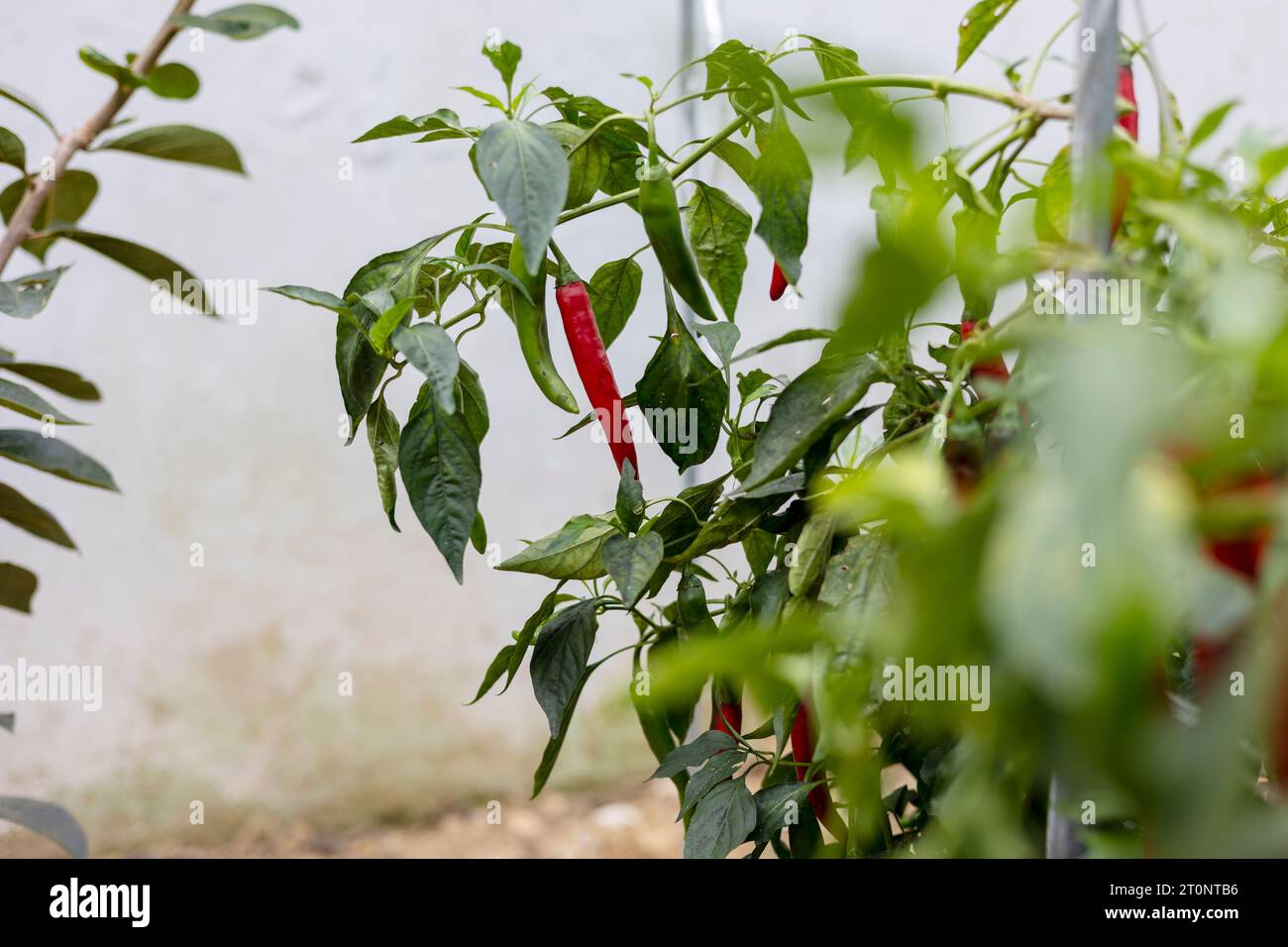 Pepper fields hi-res stock photography and images - Alamy