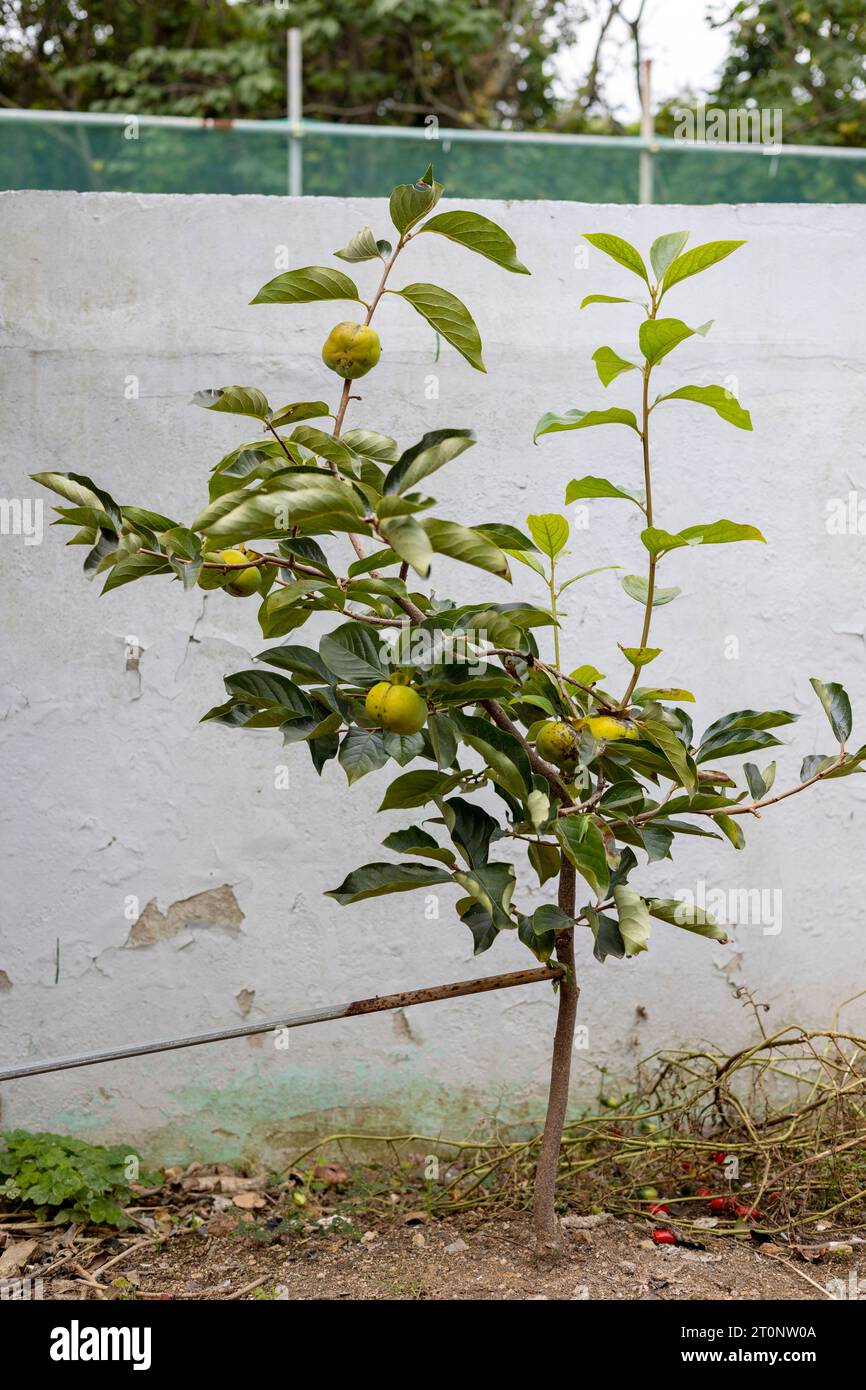 Fruits grown on the ground hi-res stock photography and images - Alamy