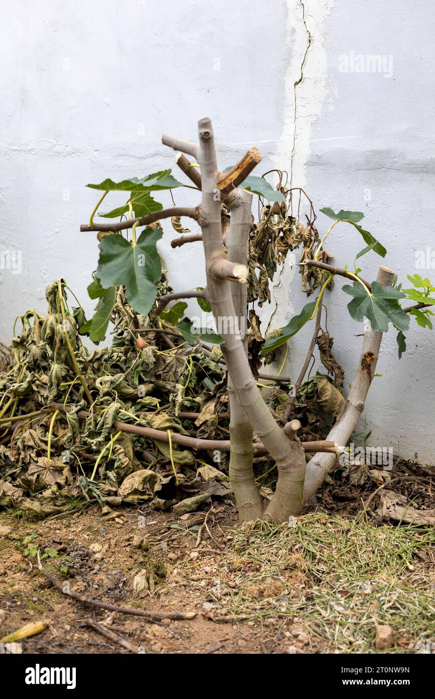 Pruned tree in a garden hi-res stock photography and images - Alamy