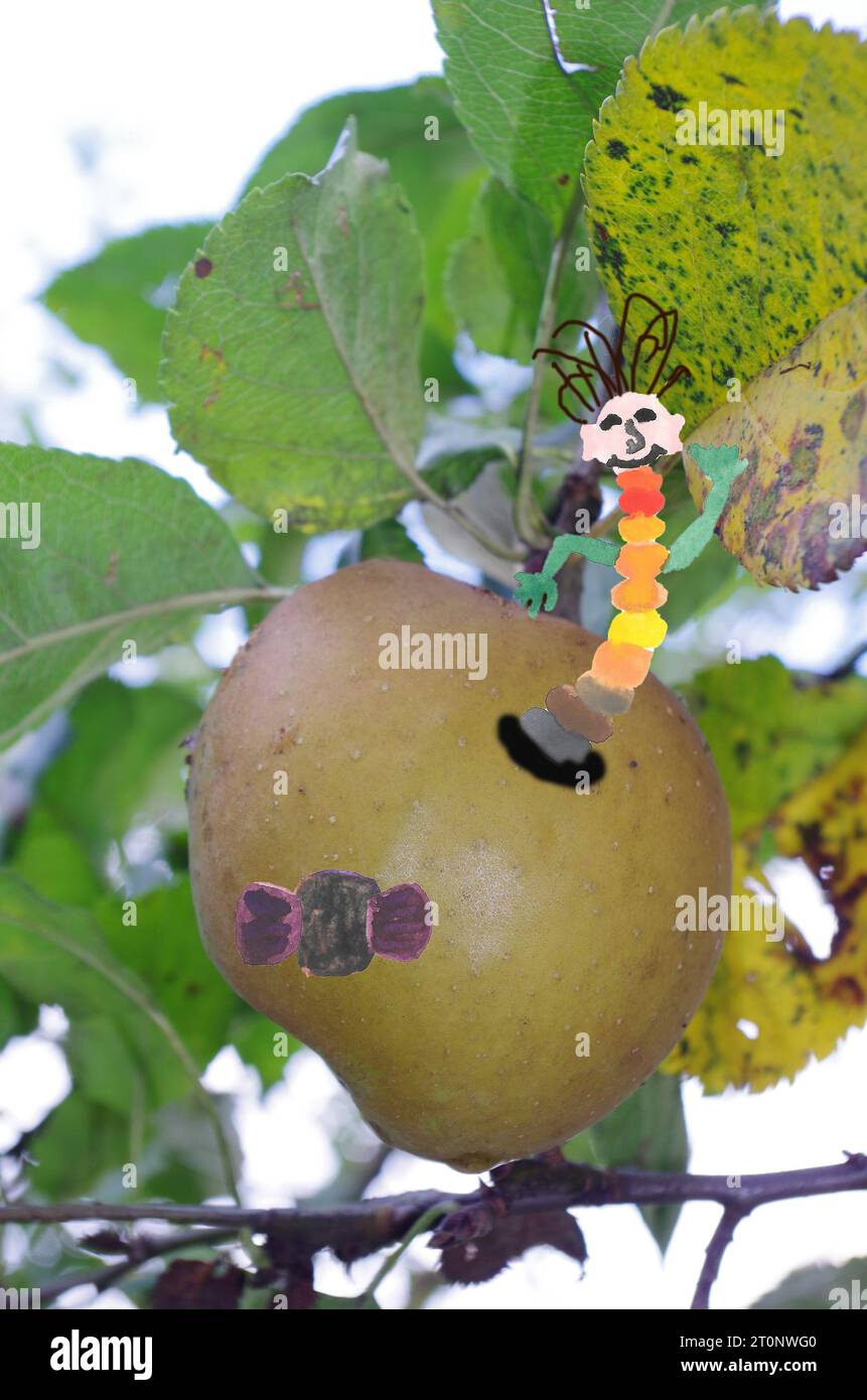 Rotten apple worm hi-res stock photography and images - Alamy