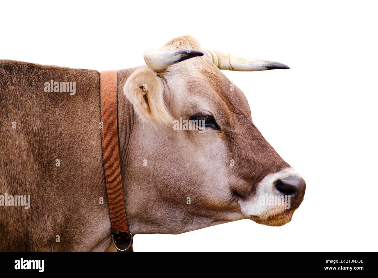 The cows play a vital role in agriculture by efficiently converting ...