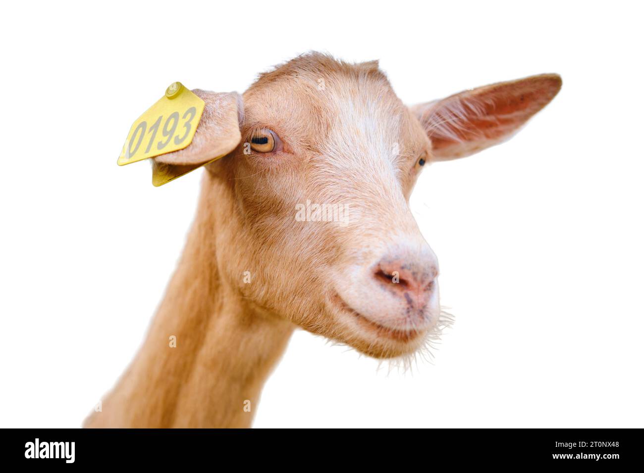 One goat's head is sticking out of the stall, looking curiously at the ...