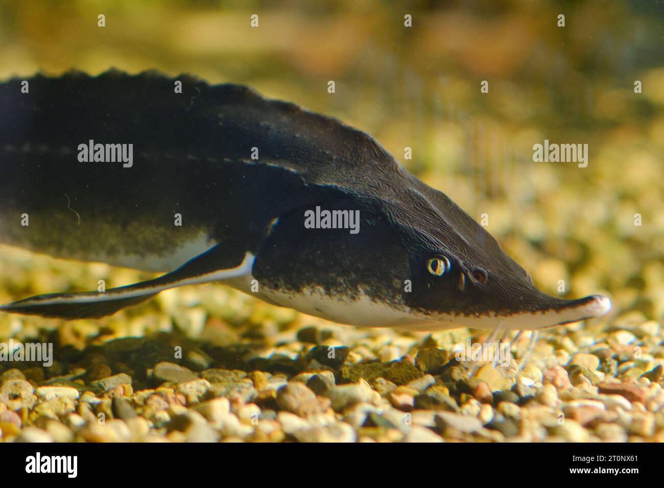 Sturgeon fish swimming hi-res stock photography and images - Alamy