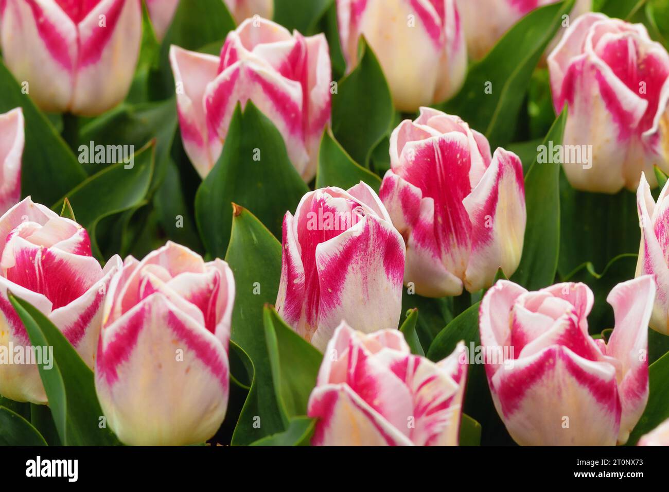 Beautiful nuances hi-res stock photography and images - Alamy