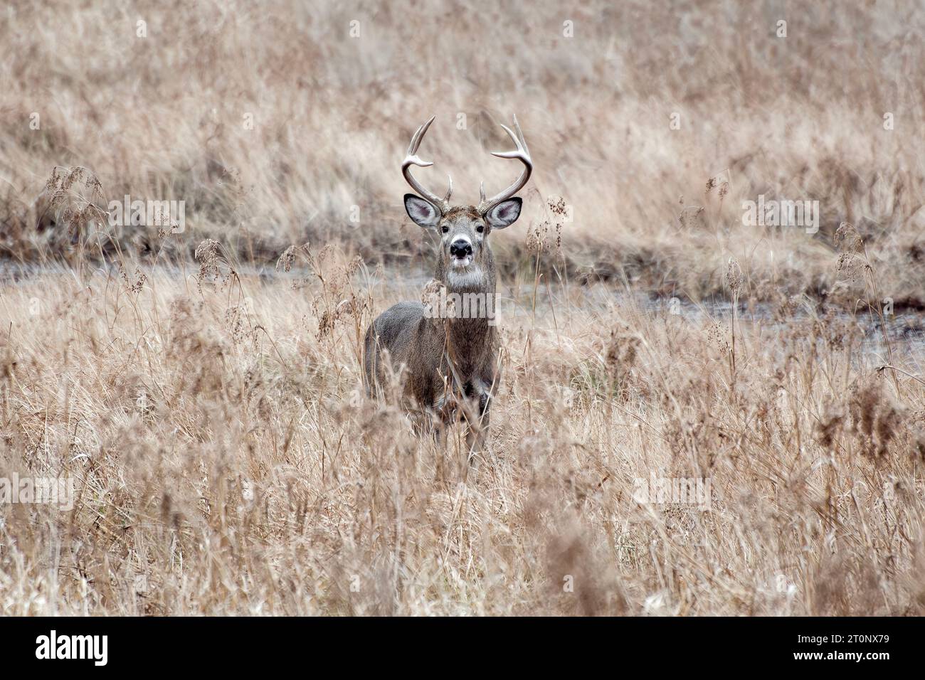 A Northern White-Tailed Deer buck stands alert in a field - New England ...