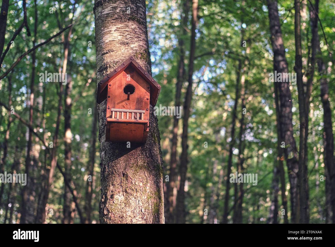 Nest box on a tall tree hi-res stock photography and images - Alamy