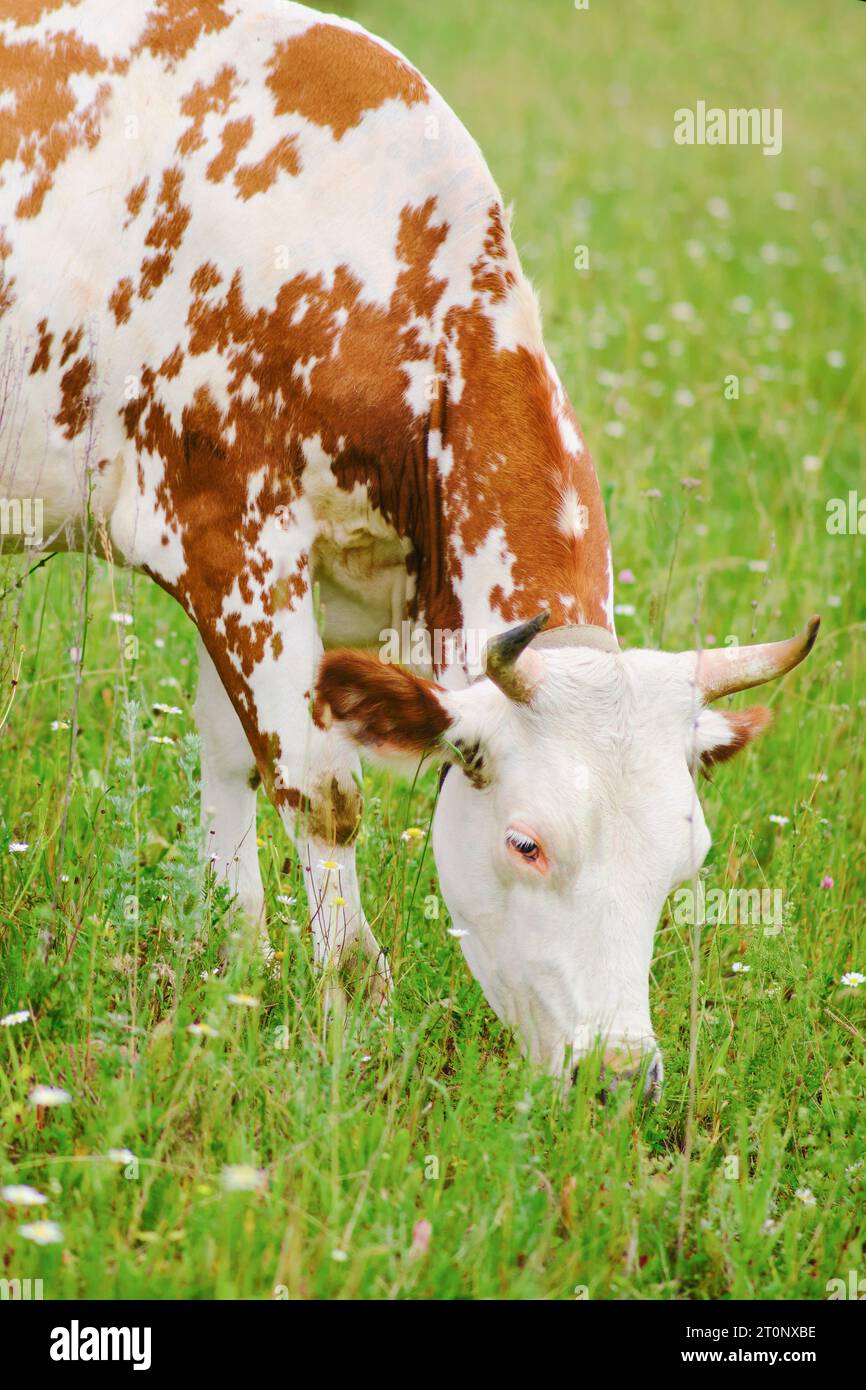 The brown cow feeds on the fresh grass in the meadow, a typical scene ...