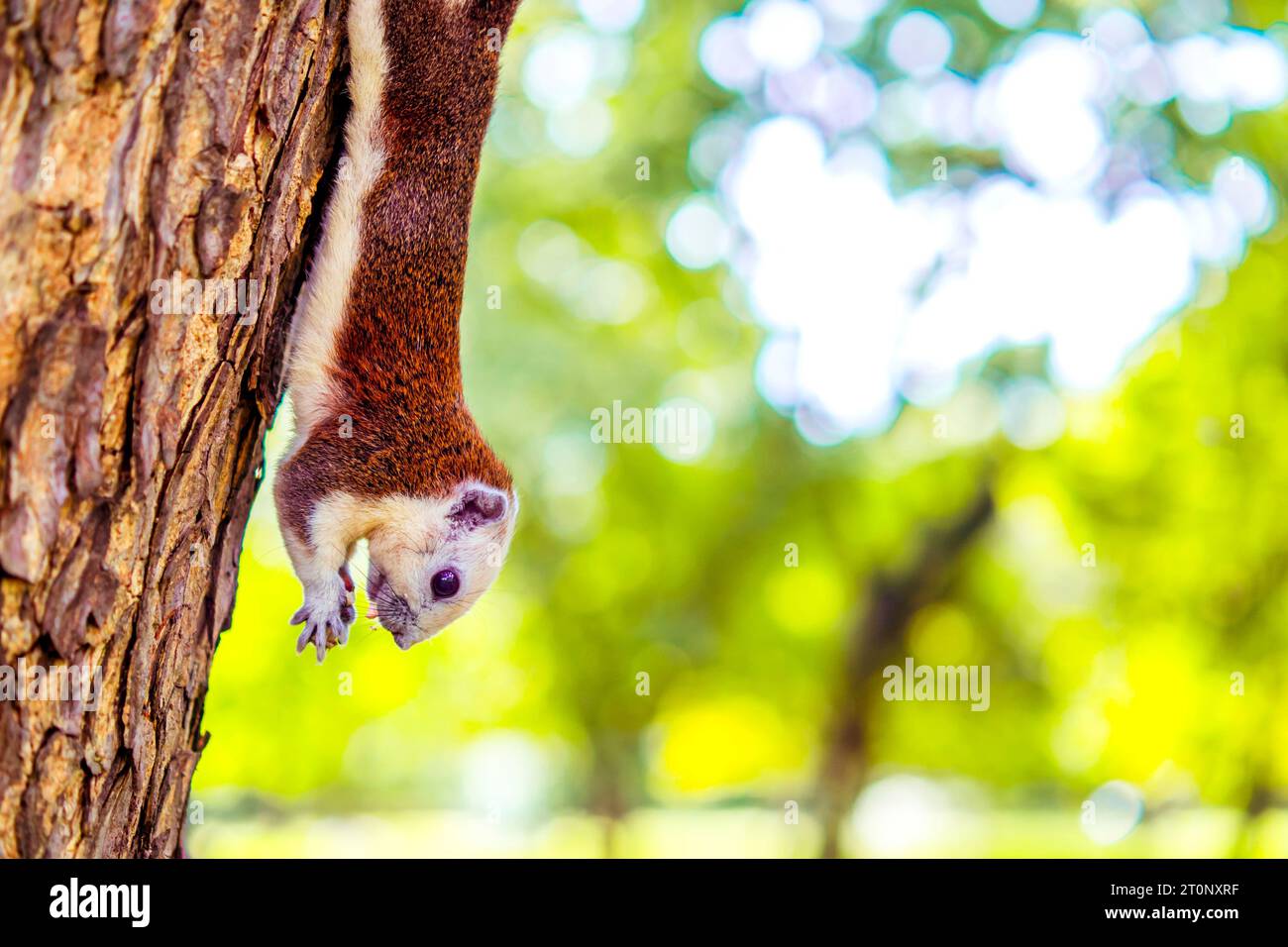 Squirrel Hanging Upside Down with Walnut on Tree Stock Photo - Alamy