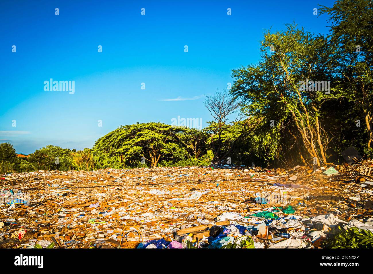 Environmental Crisis: Plastic Waste Overwhelming a Landscape of Trees ...