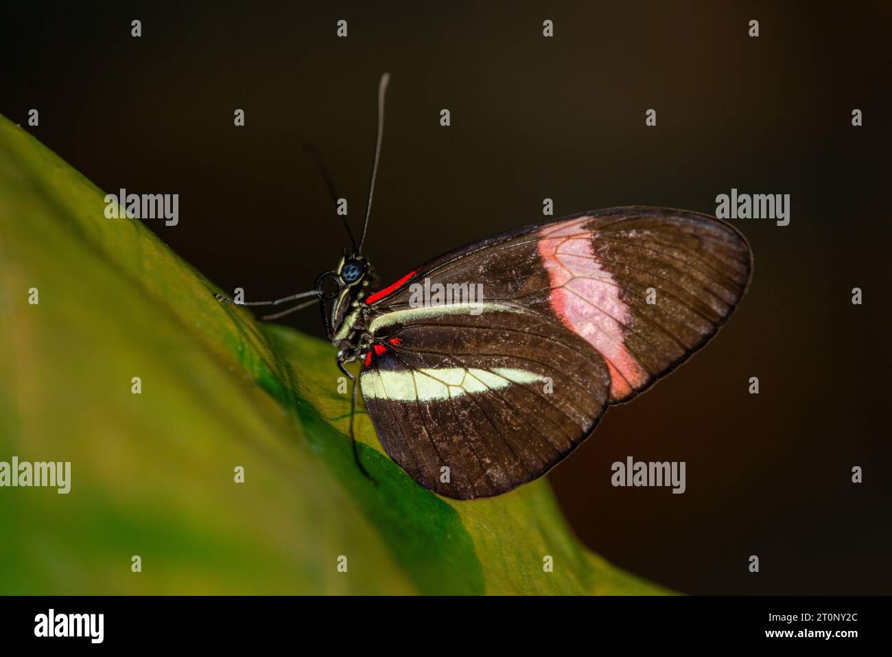 Heliconius melpomene common postman butterfly hi-res stock photography ...