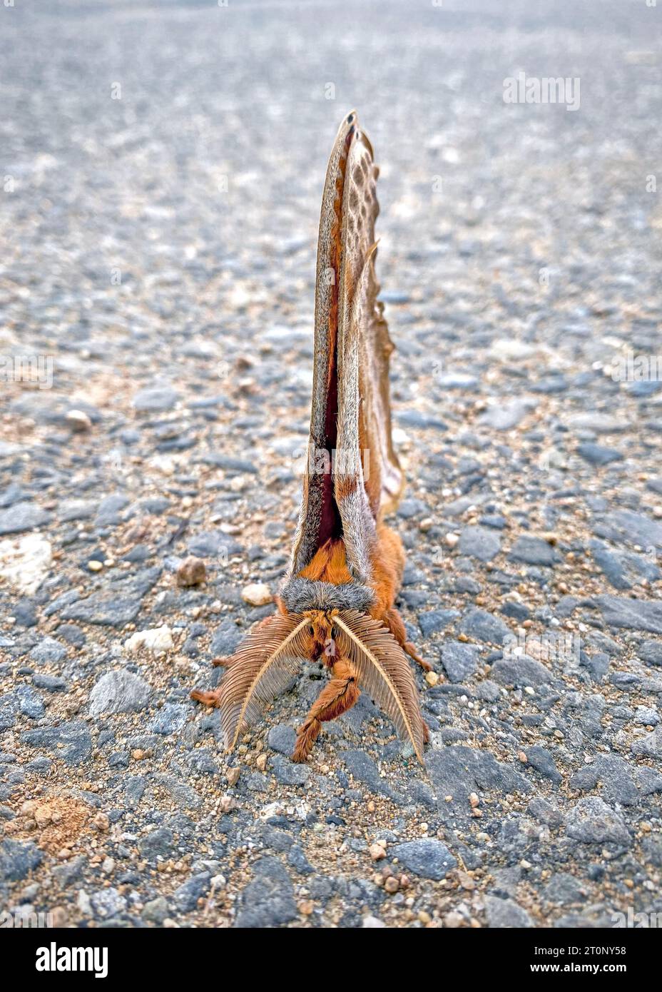 Polyphemus moth on standing on pavement in mid June in New Hampshire ...