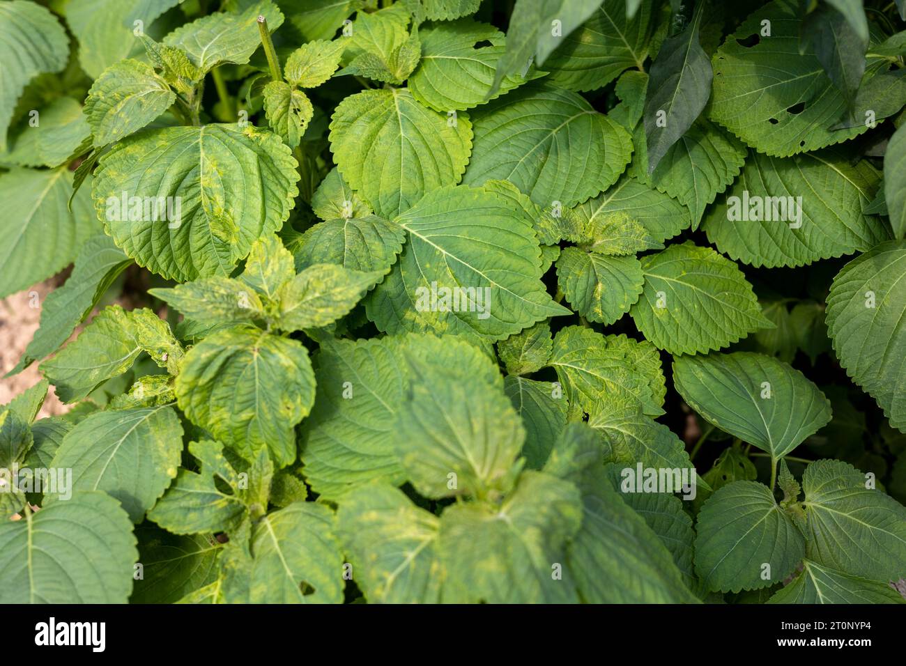 Perilla leaves and seeds hi-res stock photography and images - Alamy