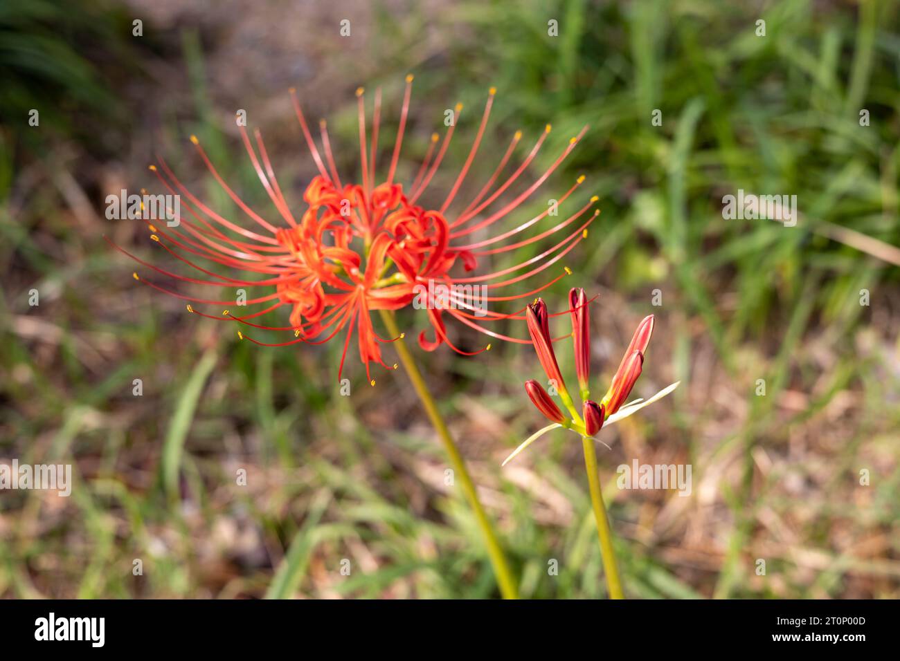 Lycoris plant hi-res stock photography and images - Alamy
