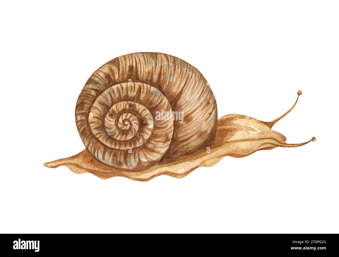 Watercolor forest snail on white background. Hand drawnillustration ...