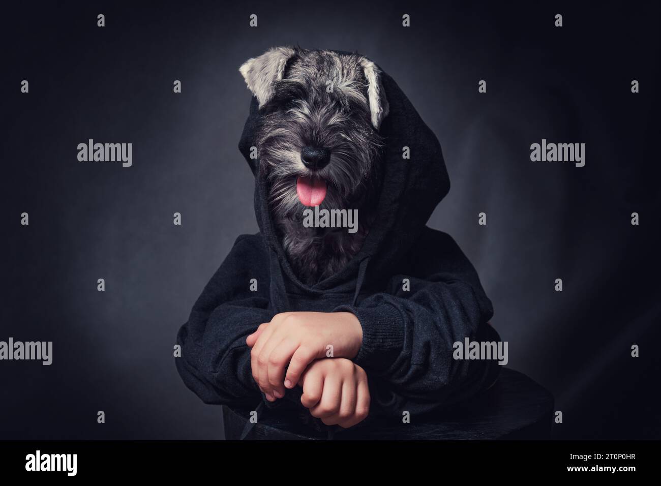 Dog head with human hands like a man, funny collage. Studio portrait of ...