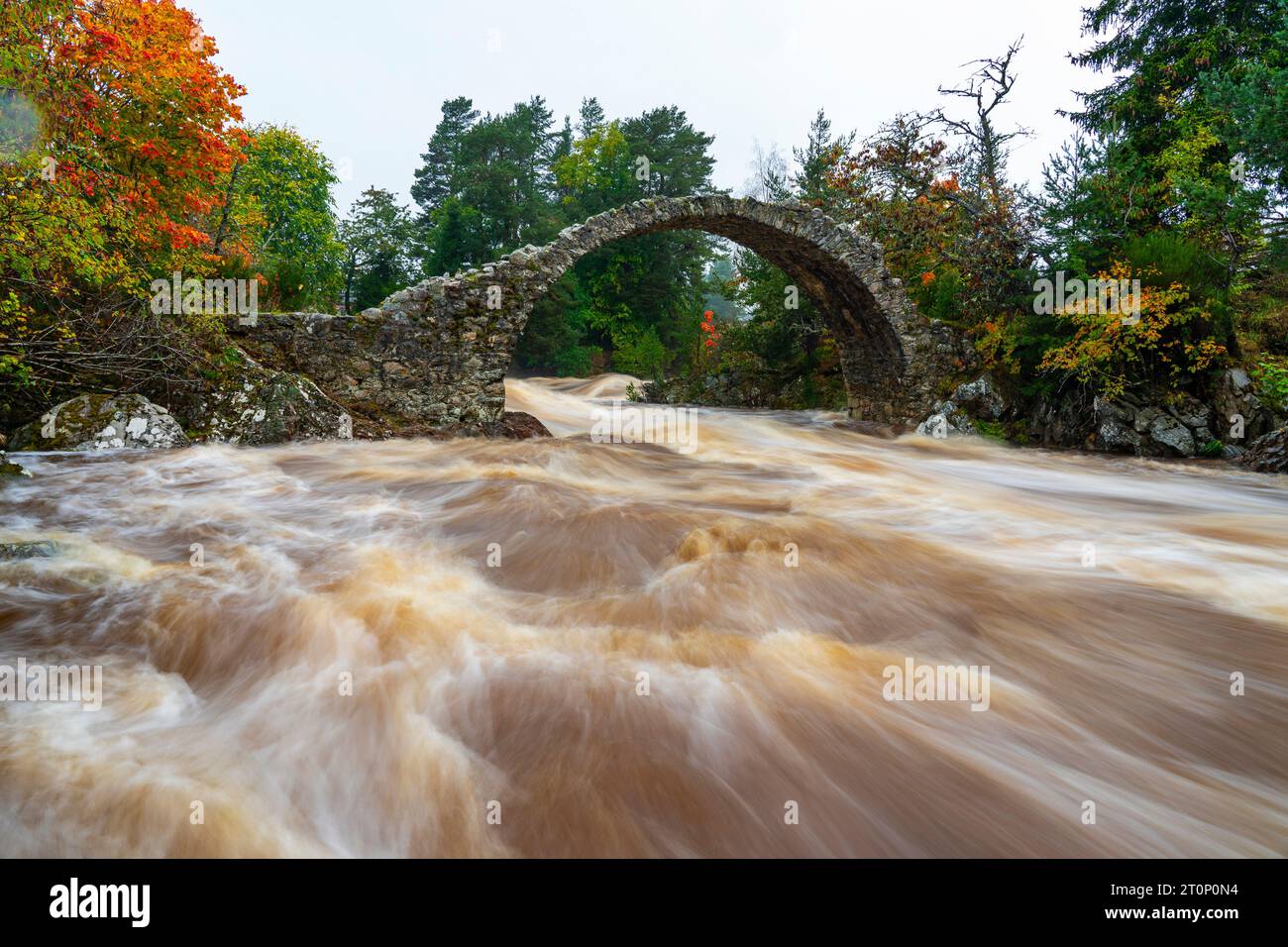 Carrbridge, Scotland, UK. 8th October 2023. The River Dulnain tin spate ...