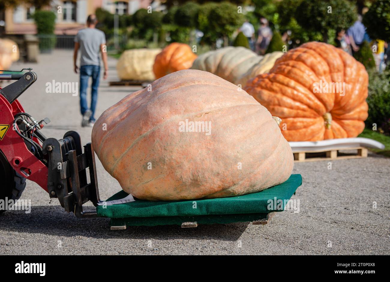 Ludwigsburg, Germany. 08th Oct, 2023. Giant pumpkins lie ready to be ...